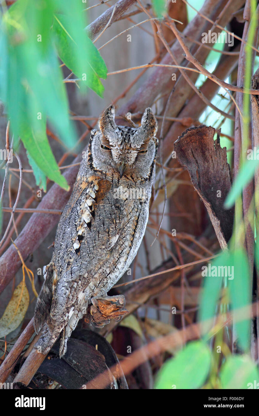 Eurasian scops owl (Otus scops), sitting in an eucalyptus tree and ...