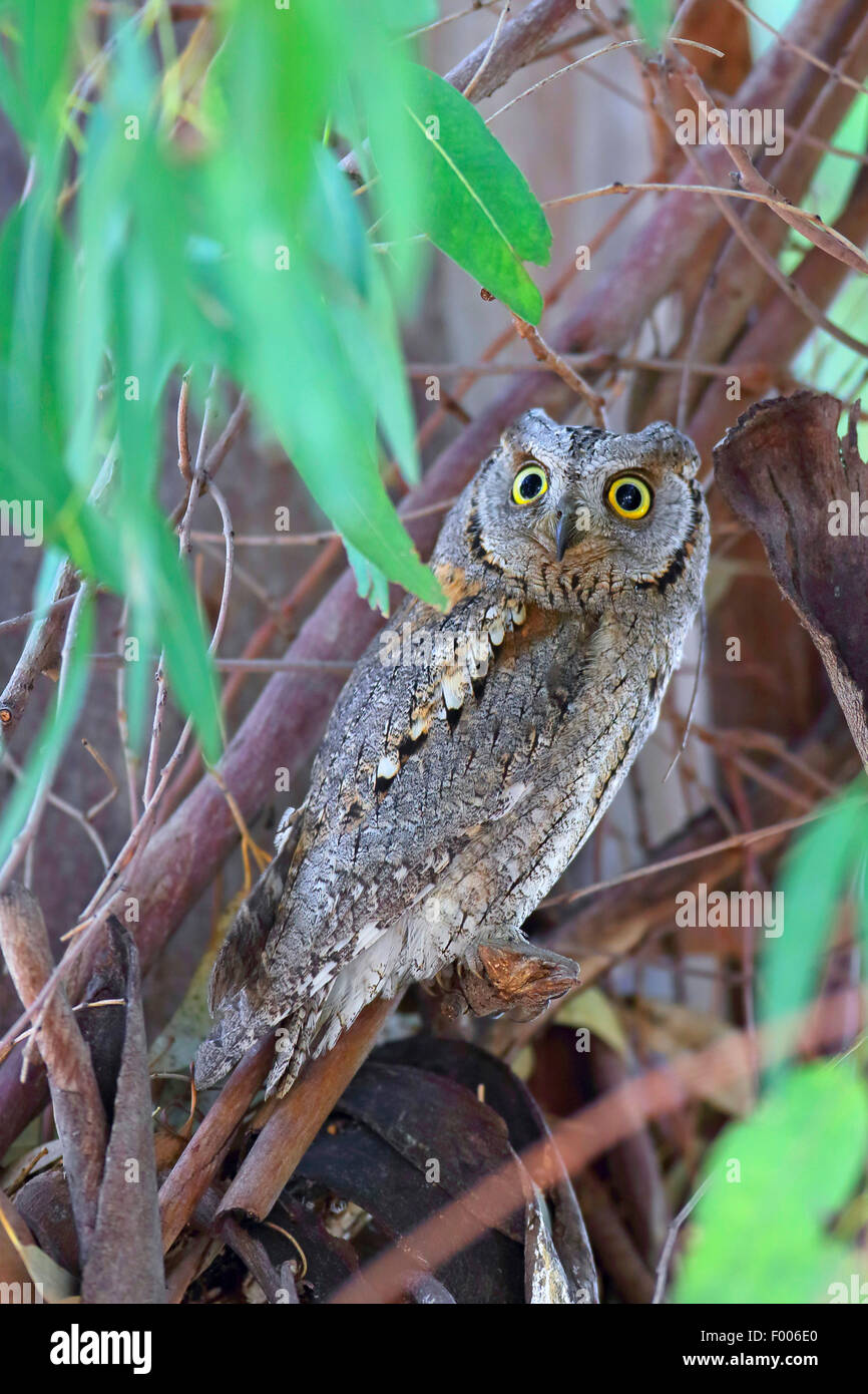 Eurasian scops owl (Otus scops), sitting in an eucalyptus tree with ...