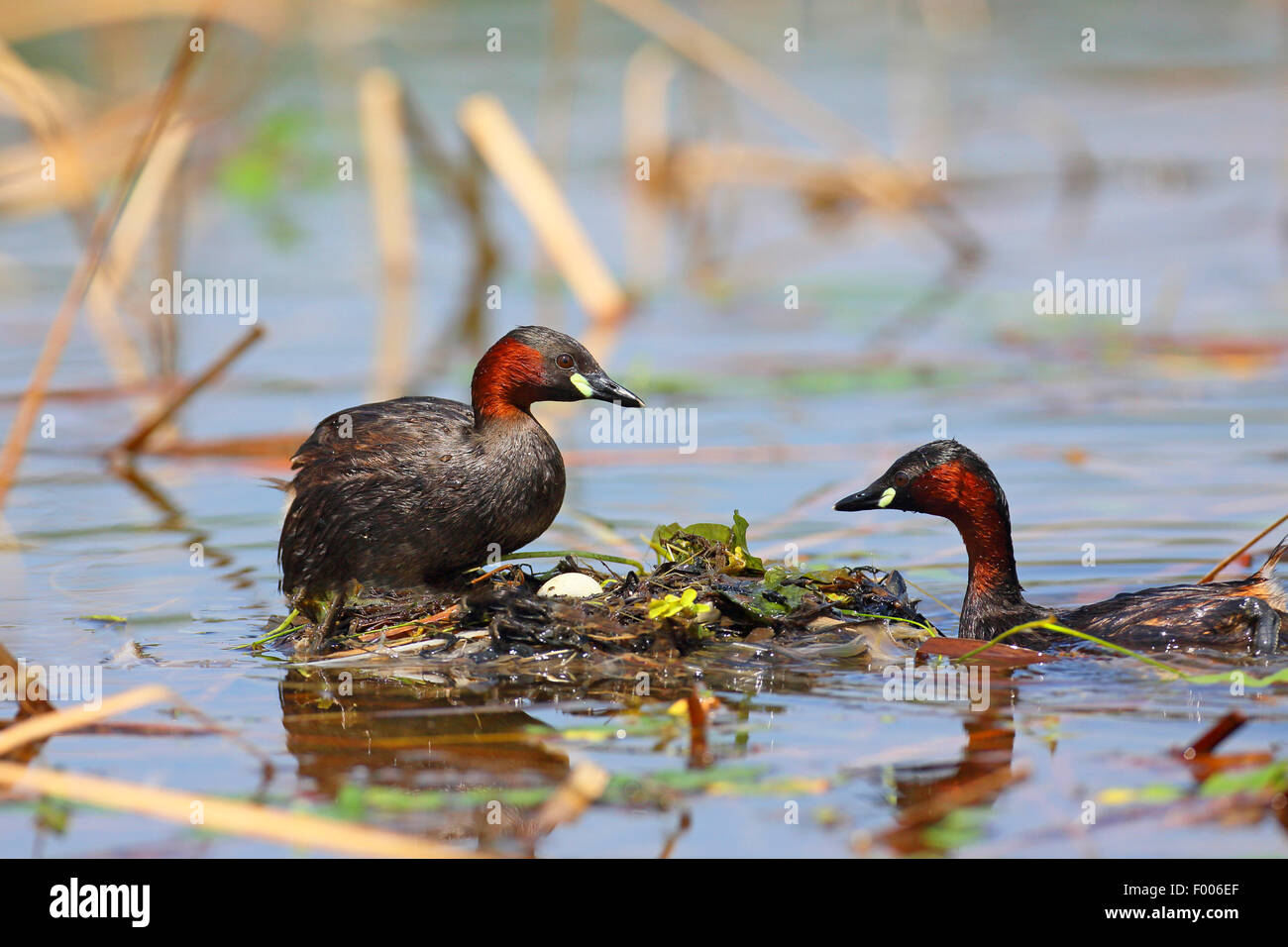little grebe (Podiceps ruficollis, Tachybaptus ruficollis), couple at ...