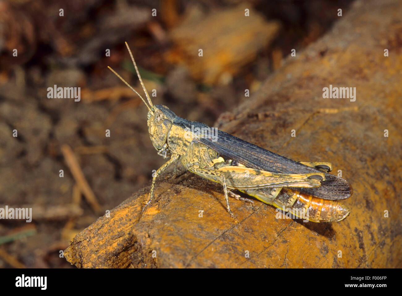 Field grasshopper, Common field grasshopper (Chorthippus brunneus ...