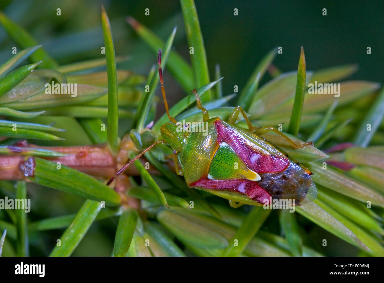 Juniper shield bug (Cyphostethus tristriatus), sitting on juniper ...