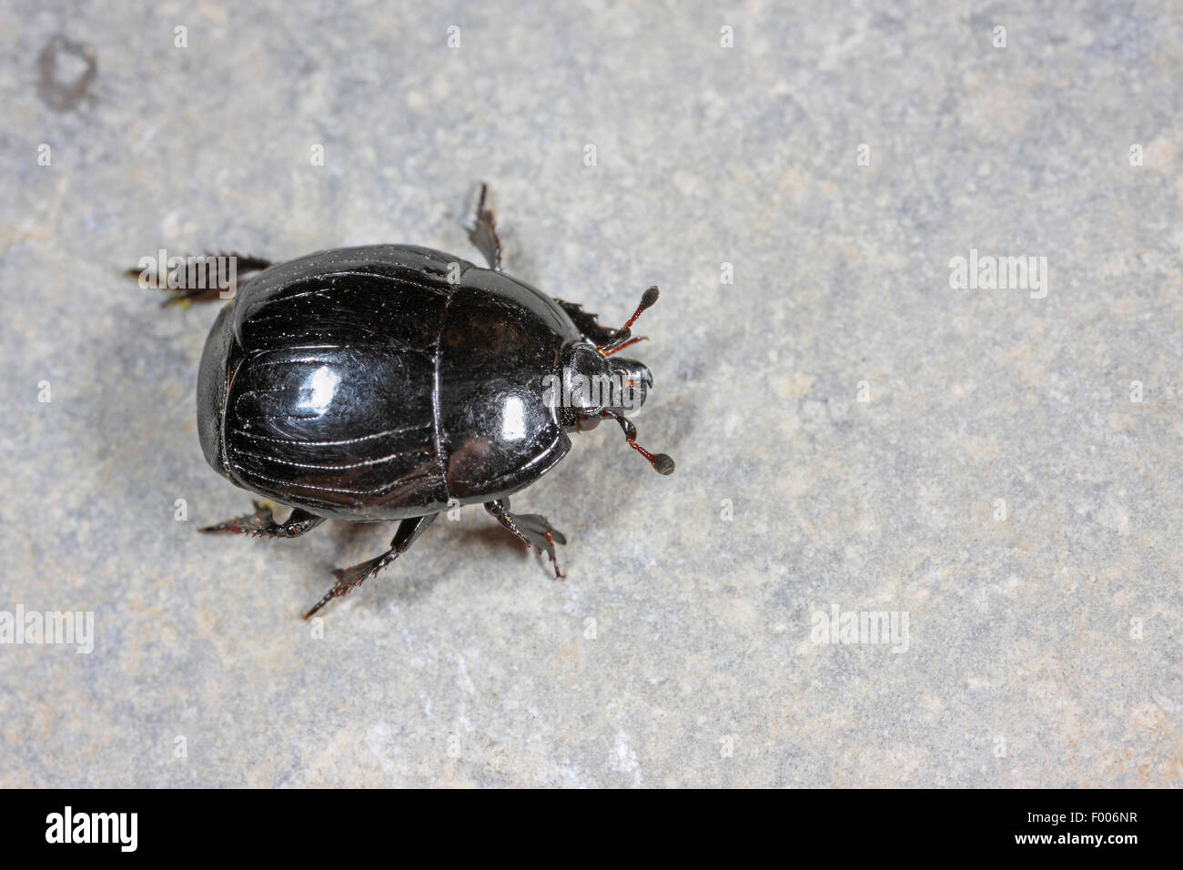 Clown beetle hister unicolor hi-res stock photography and images - Alamy