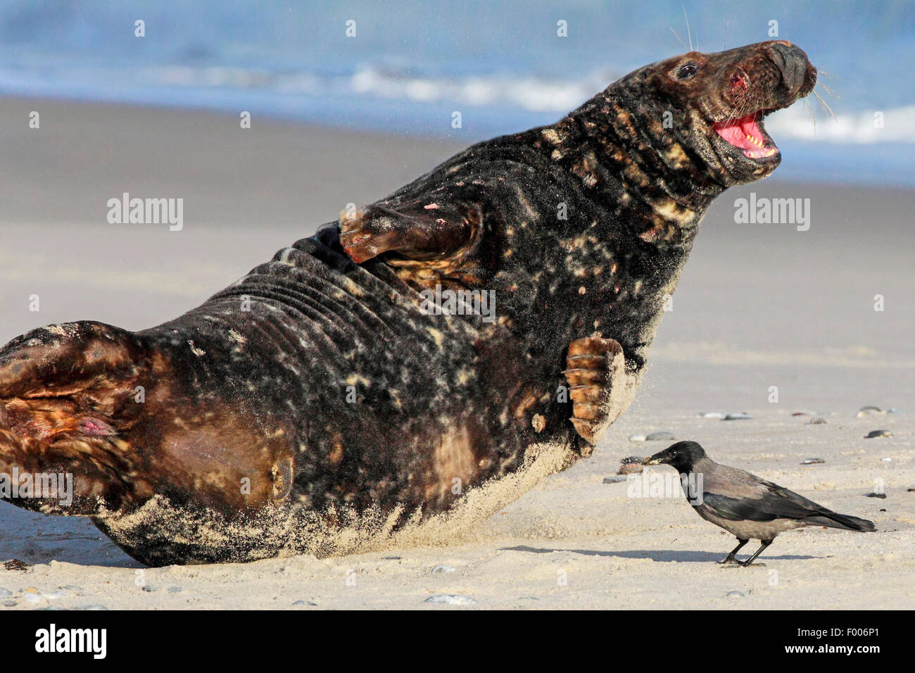 gray seal (Halichoerus grypus), gray seal and carrion crow, Germany ...