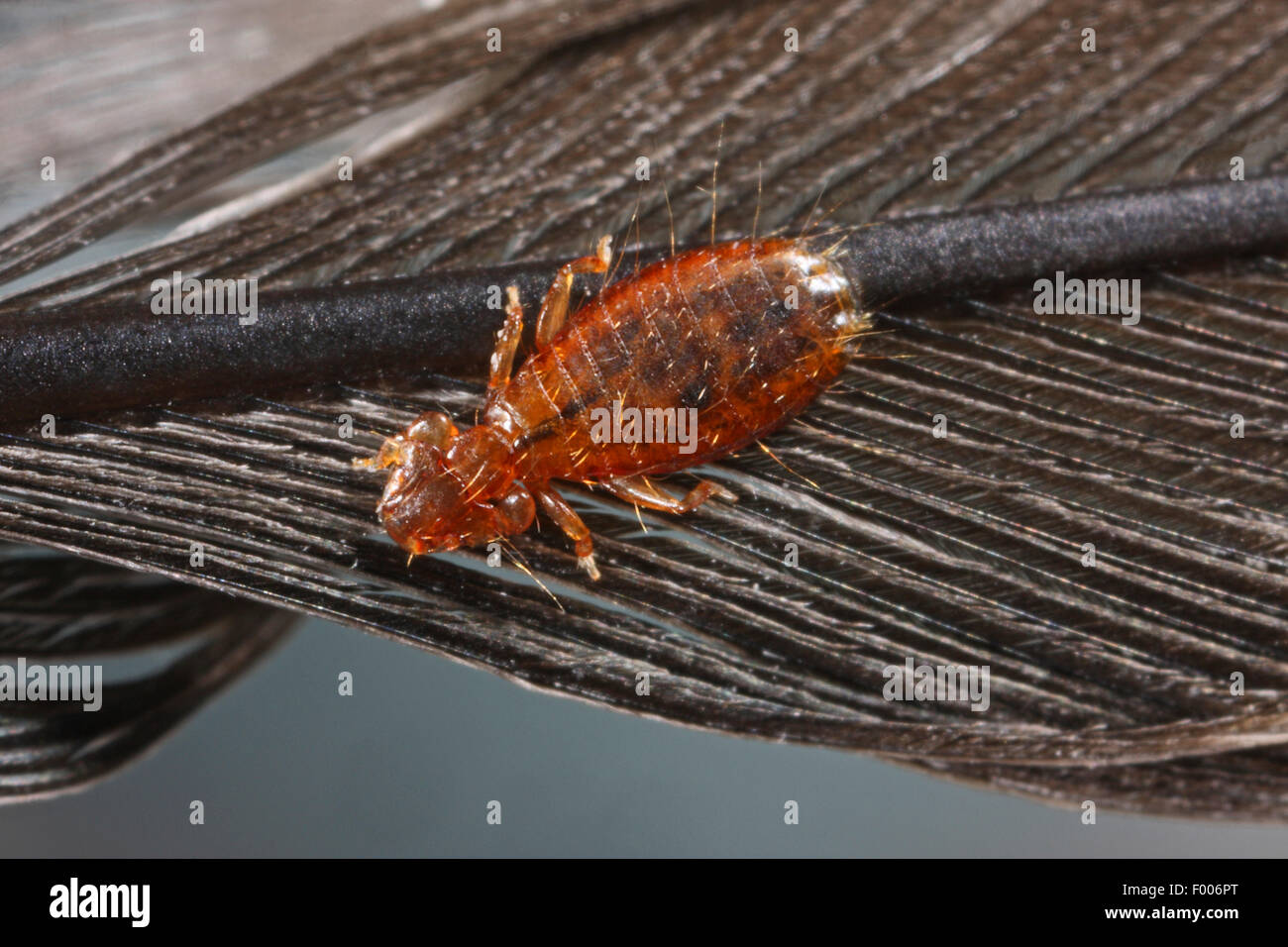 Lice Stock Photos & Lice Stock Images - Alamy