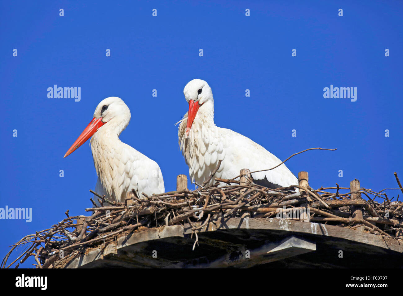 Two birds in nest hi-res stock photography and images - Alamy