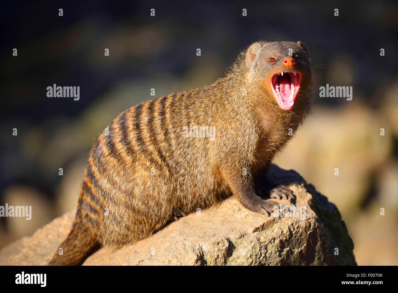 banded mongoose, zebra mongoose (Mungos mungo), threatening Stock Photo ...