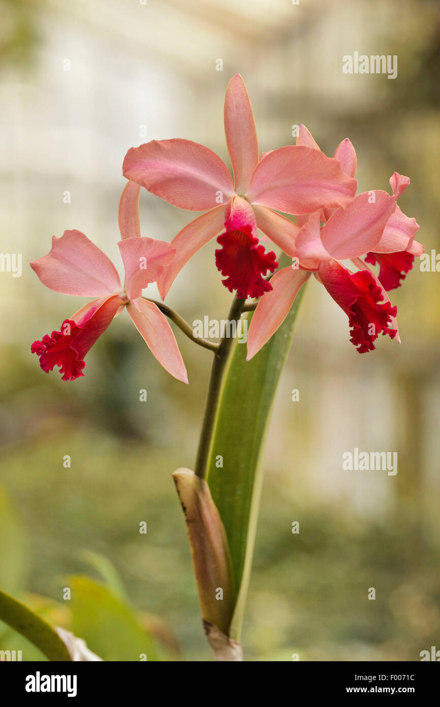 Cattleya orchid (Cattleya spec.), flower Stock Photo - Alamy