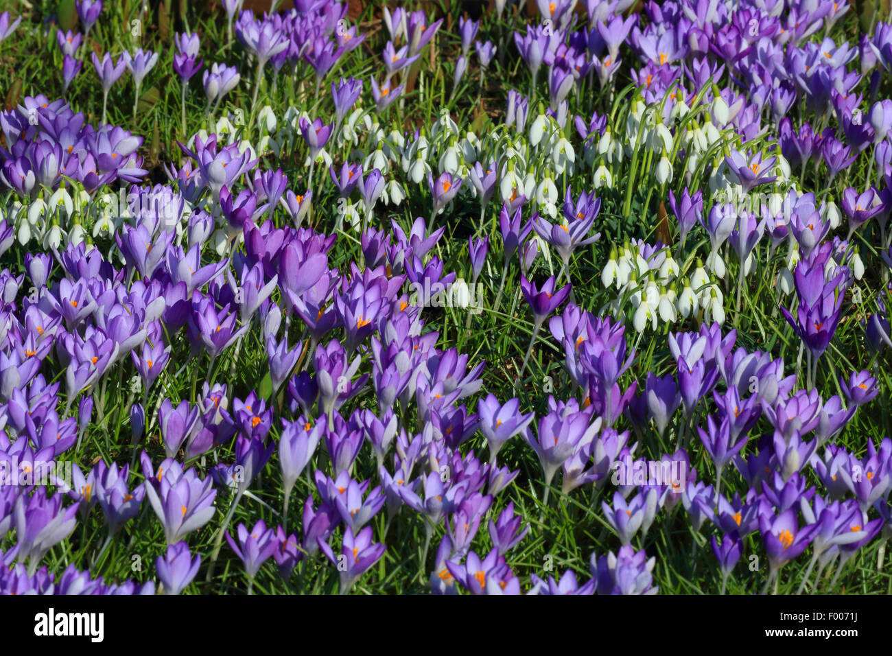 Snowdrop and crocus galanthus hi-res stock photography and images - Alamy