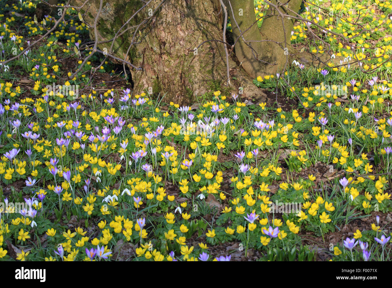 winter aconite (Eranthis hyemalis), with crocuses and snowdrops in a ...