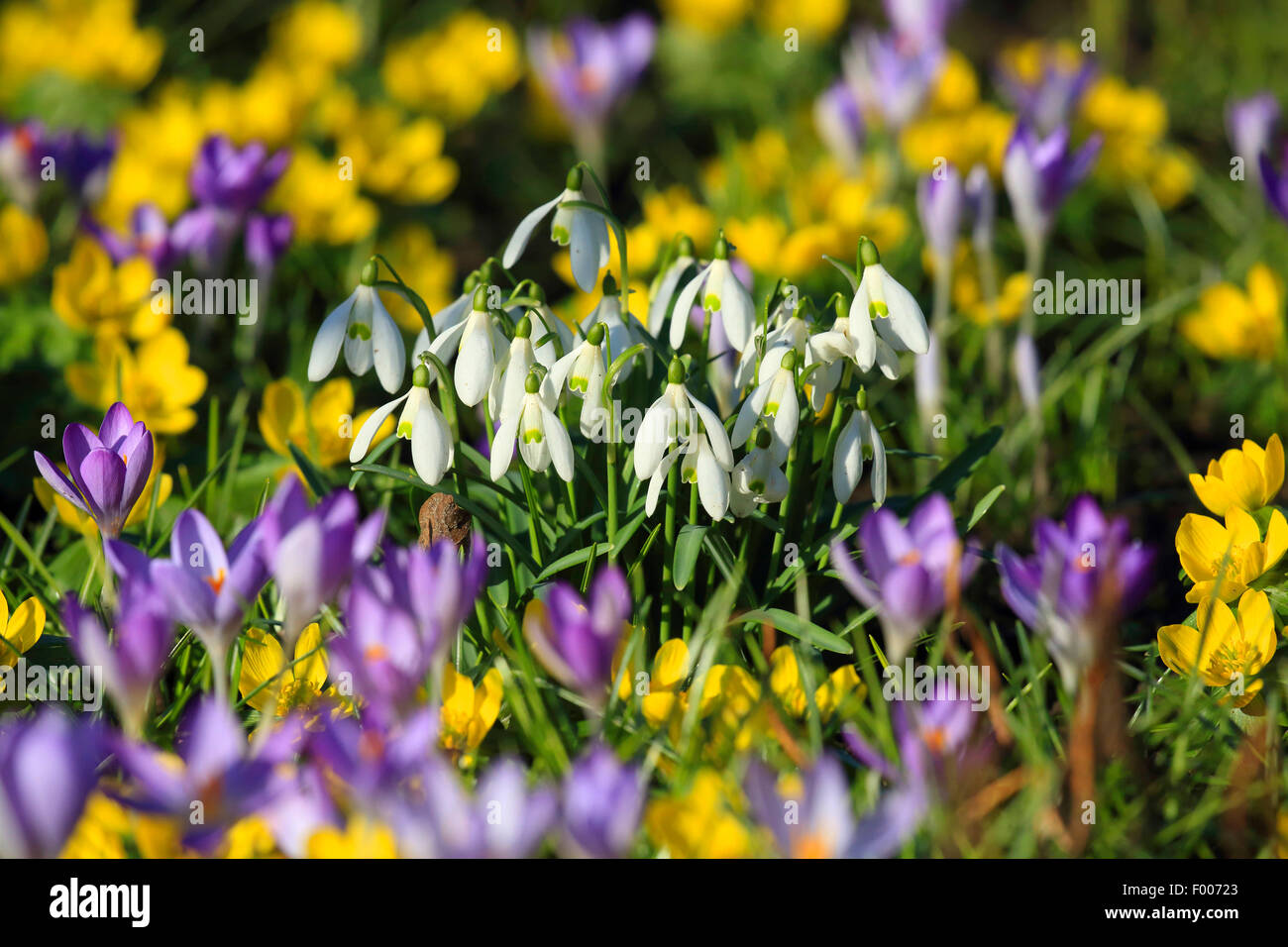 common snowdrop (Galanthus nivalis), with crocuses and snowdrops in a ...