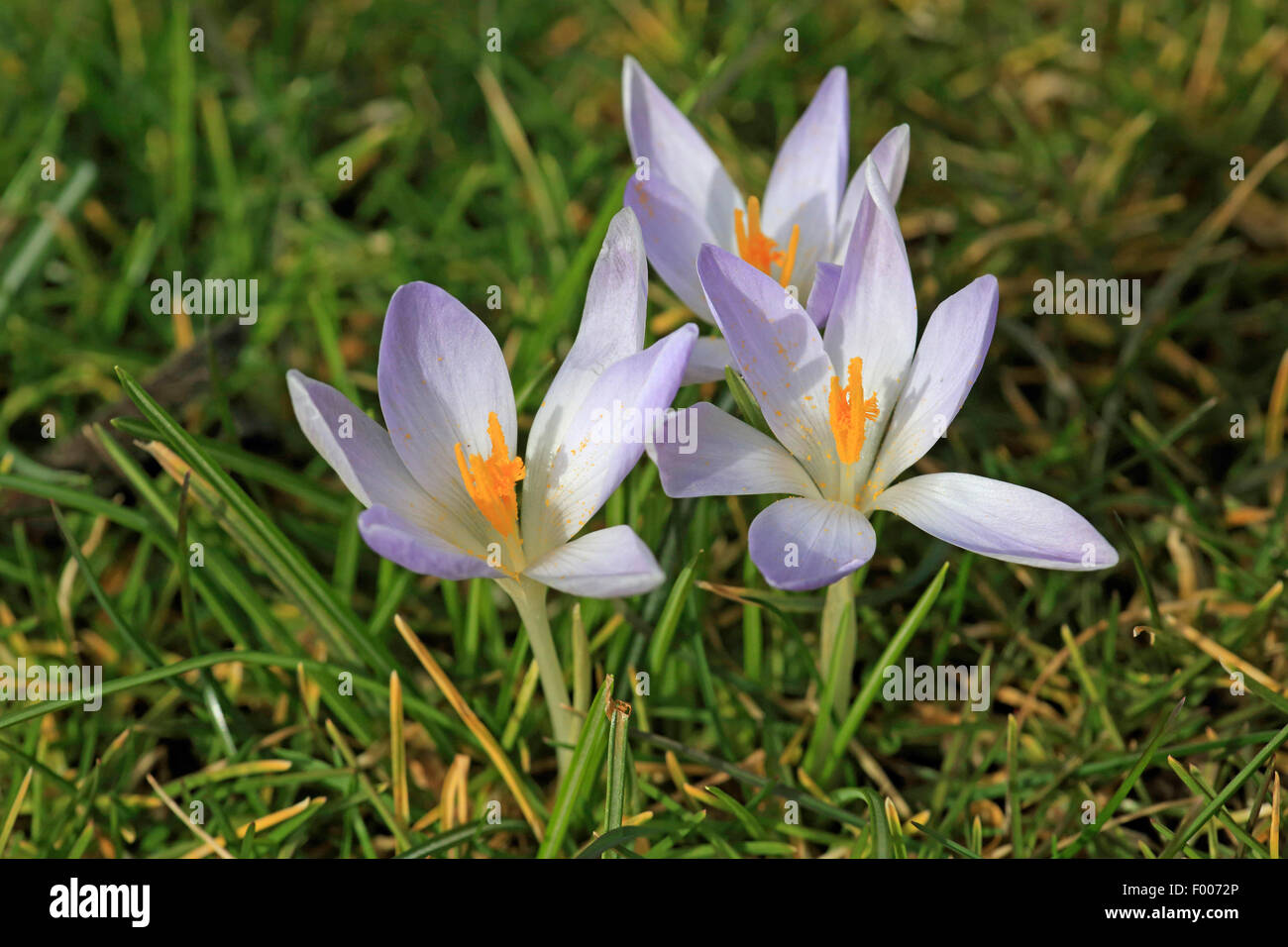Early Crocus (Crocus tommasinianus), blooming in a meadow, Germany ...