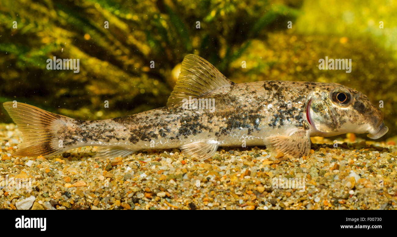Northern Hog Sucker (Hypentelium nigricans), on the bottom Stock Photo ...