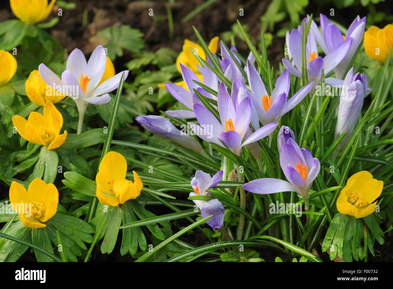 Early Crocus (Crocus tommasinianus), blooming in a meadow together in ...