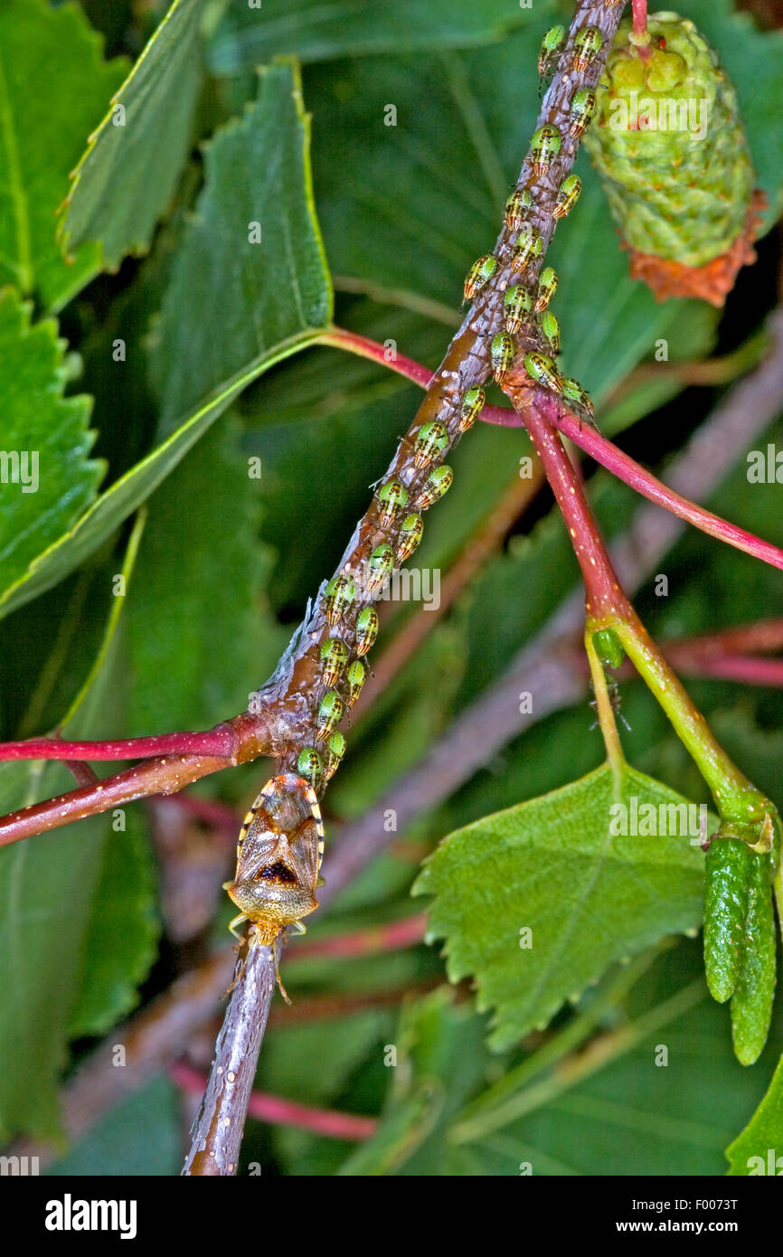 Parent shieldbug nymph hi-res stock photography and images - Alamy