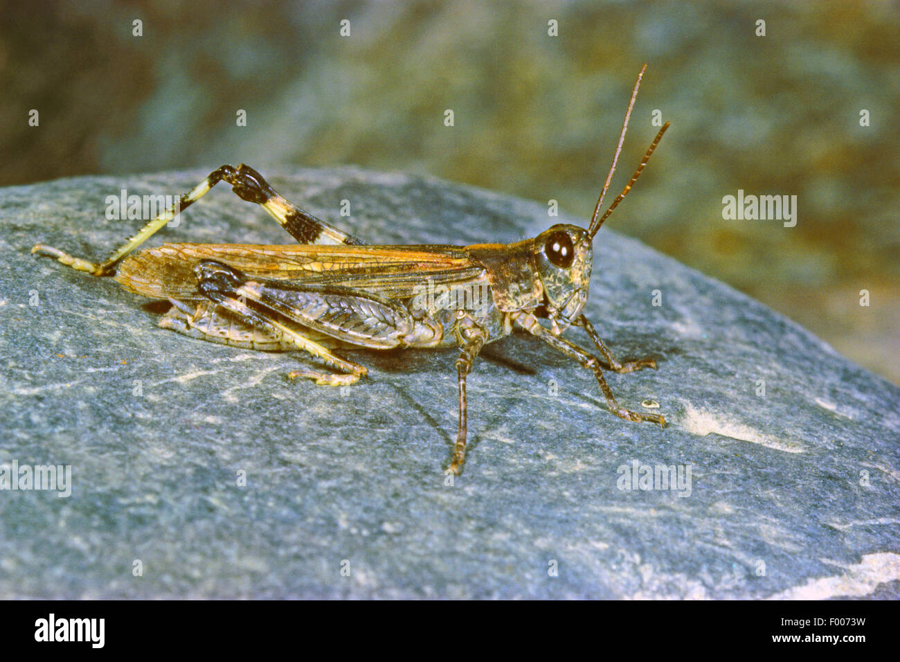 Blue legged grasshopper hi-res stock photography and images - Alamy
