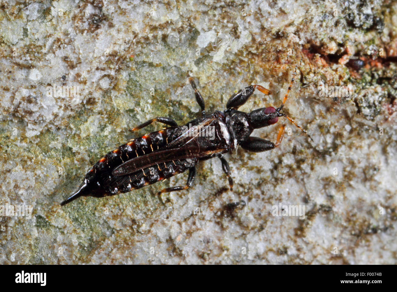 Thunderfly hi-res stock photography and images - Alamy