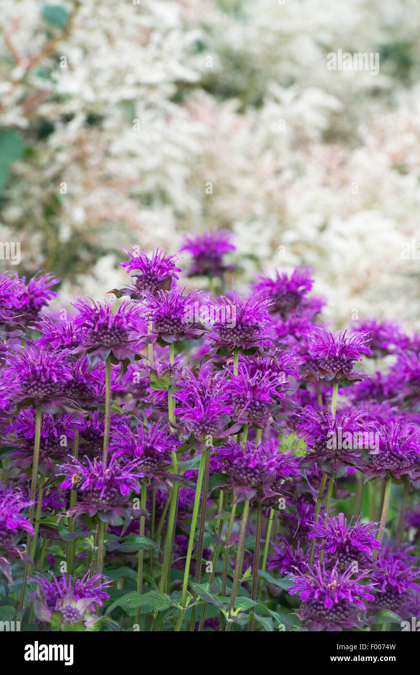 Monarda 'scorpion'. Bergamot flowers Stock Photo - Alamy