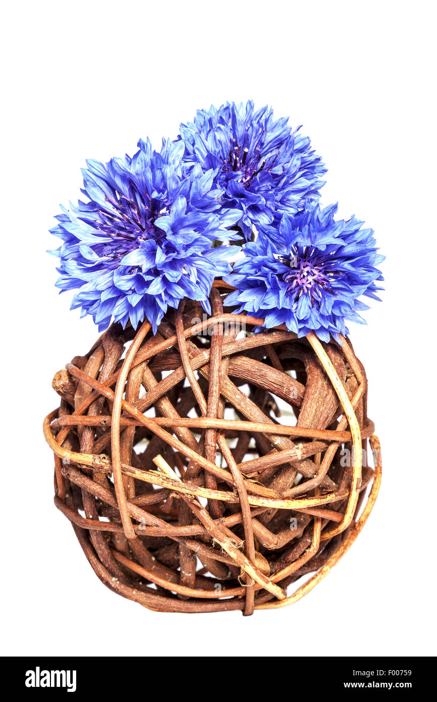 Blue ball flowers hi-res stock photography and images - Alamy