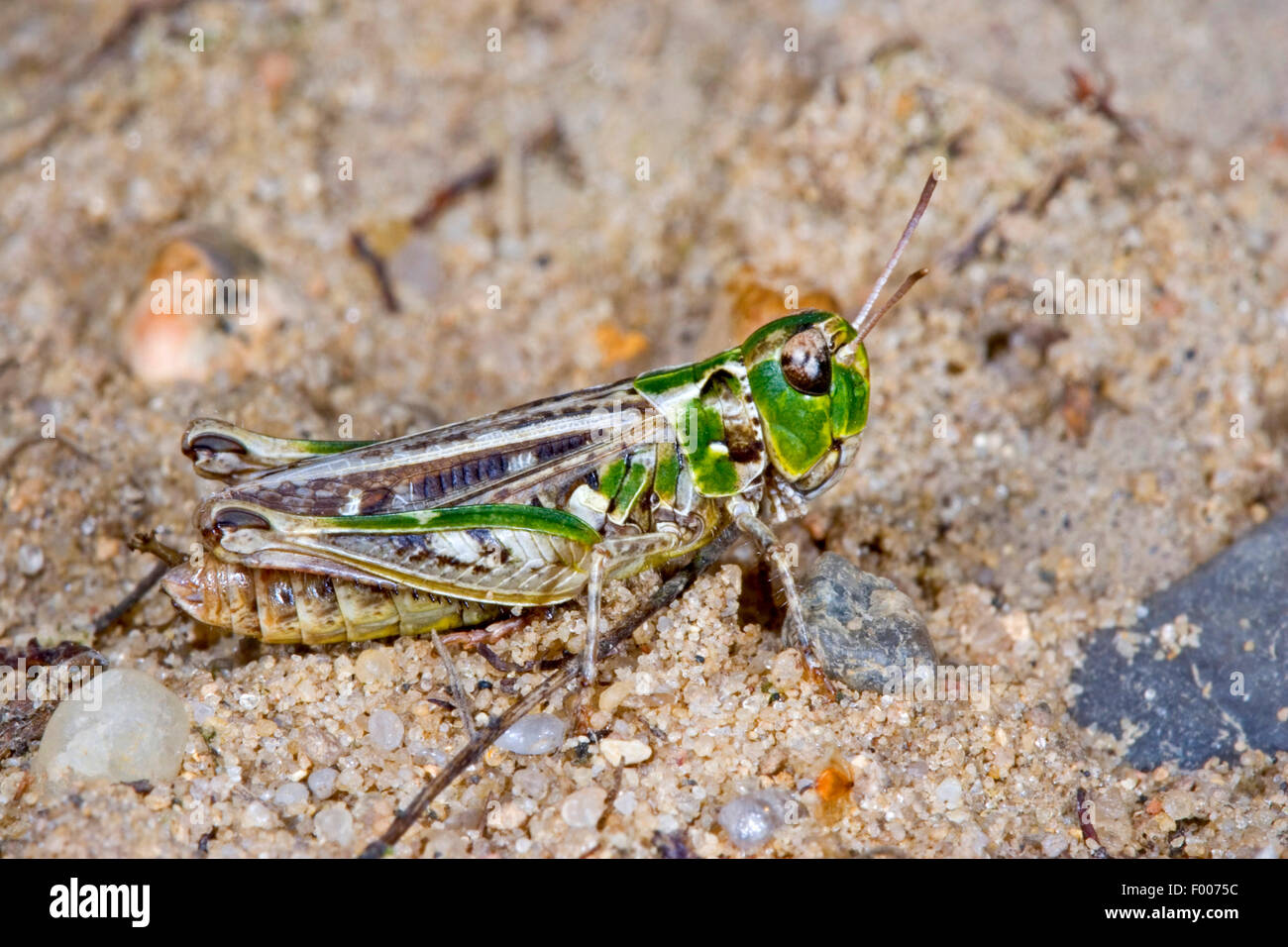 mottled grasshopper (Myrmeleotettix maculatus, Gomphocerus maculatus ...