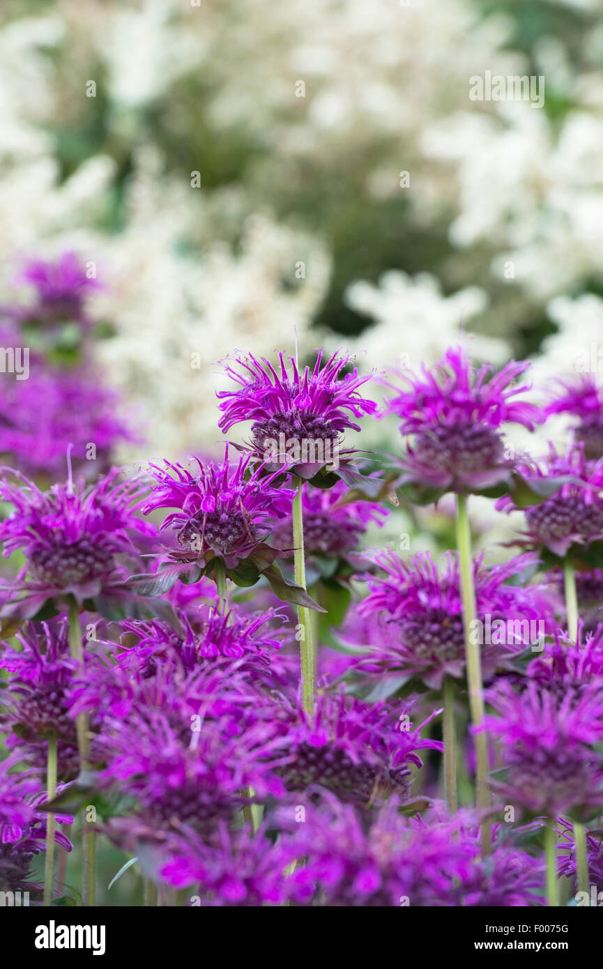Monarda 'scorpion'. Bergamot flowers Stock Photo - Alamy