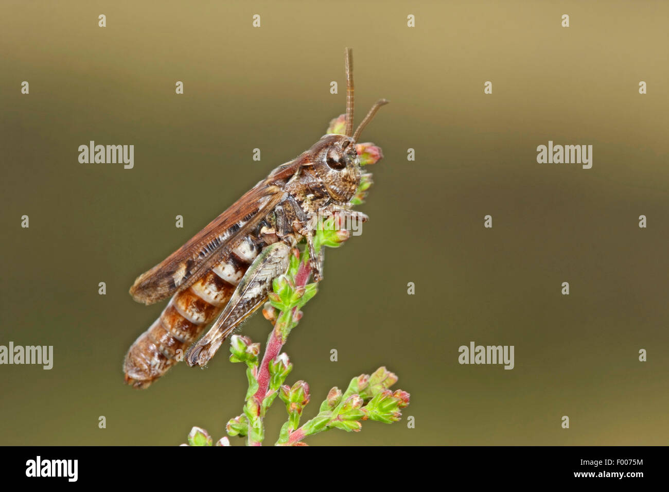 mottled grasshopper (Myrmeleotettix maculatus, Gomphocerus maculatus ...