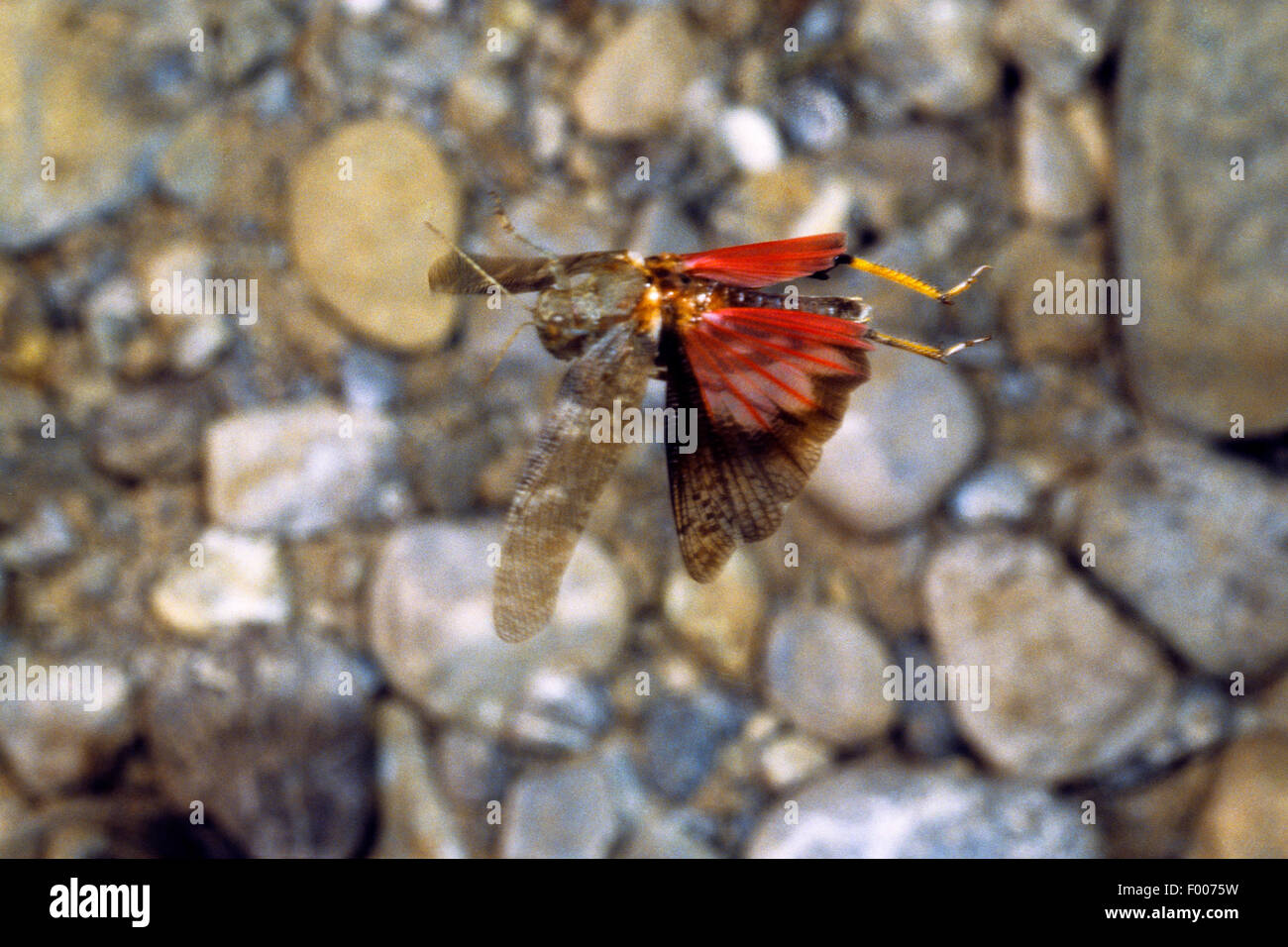 Bryodemella tuberculata hi-res stock photography and images - Alamy