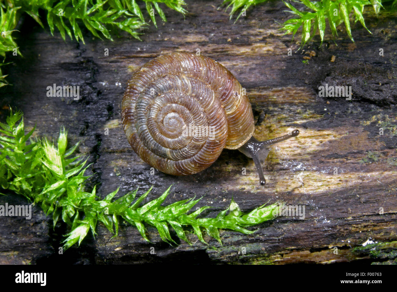 Rounded snail, Rotund disc snail, Radiated snail (Discus rotundatus ...