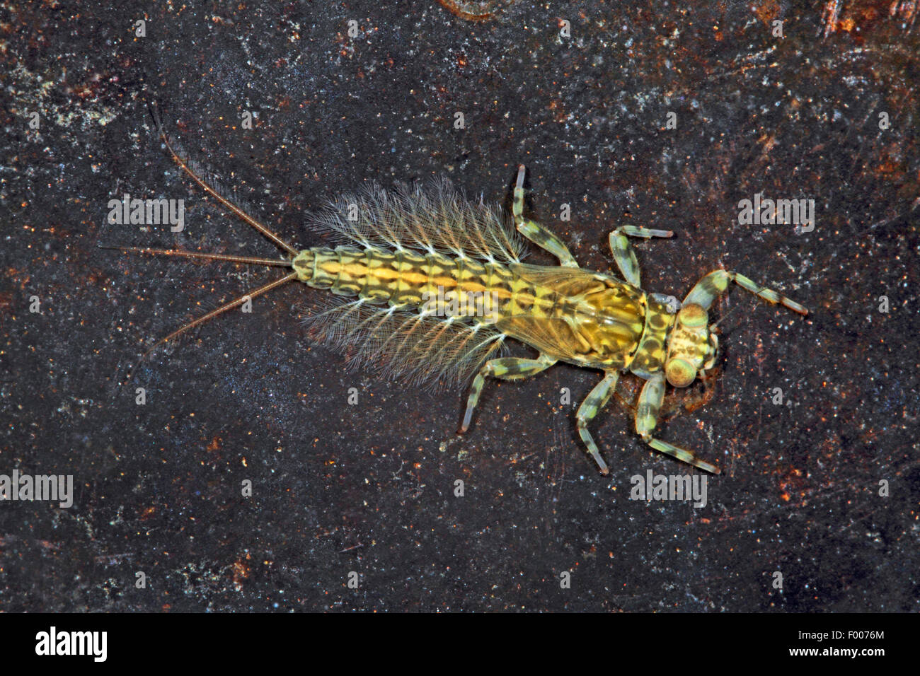 Yellow mayfly (Potamanthus luteus), larva under water, Germany Stock ...