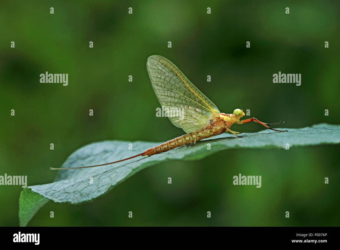 Yellow mayfly (Potamanthus luteus), sitting on a leaf, Germany Stock ...