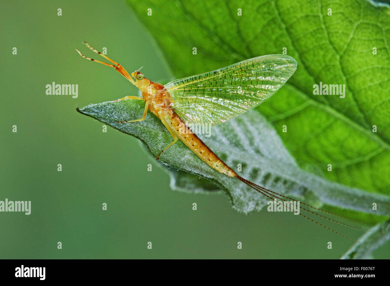 Yellow mayfly (Potamanthus luteus), sitting on a leaf, Germany Stock ...