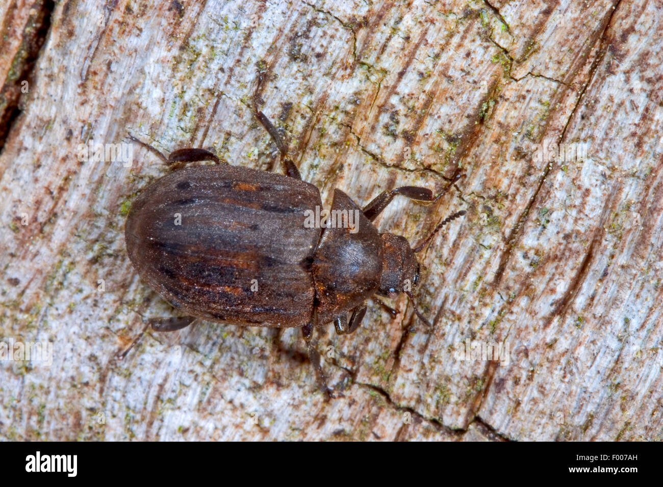 Pill beetles hi-res stock photography and images - Alamy