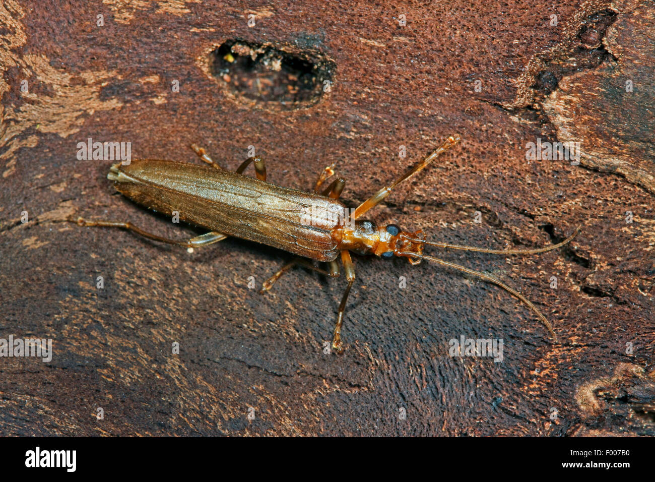 False blister beetles (Oedemera femorata, Oncomera femorata), sittig on ...