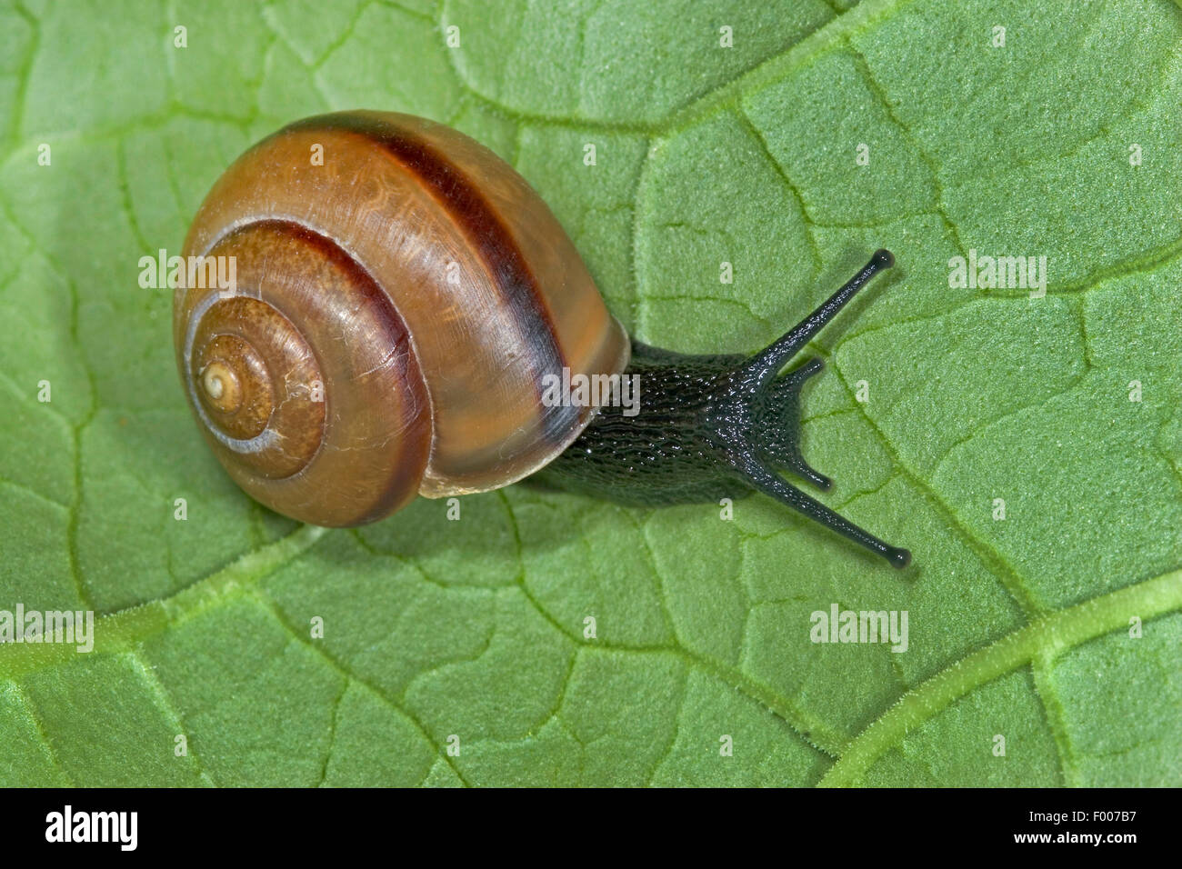 Bush snail (Fruticicola fruticum, Bradybaena fruticum), creeping on a ...