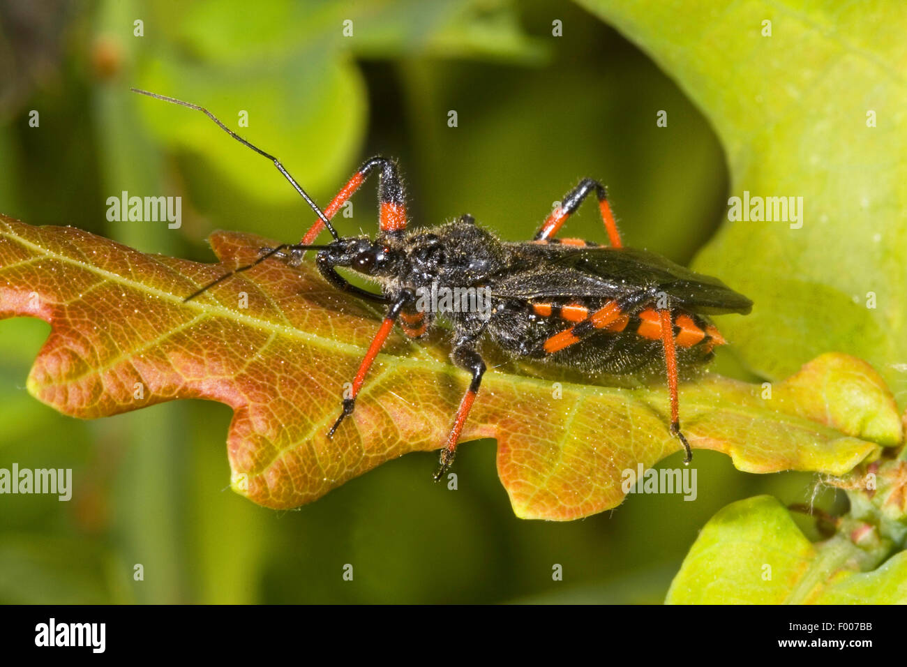 Assassin Bug Habitat Hortson Hunting Wasp Mimic Assassin Bug (Zelurus