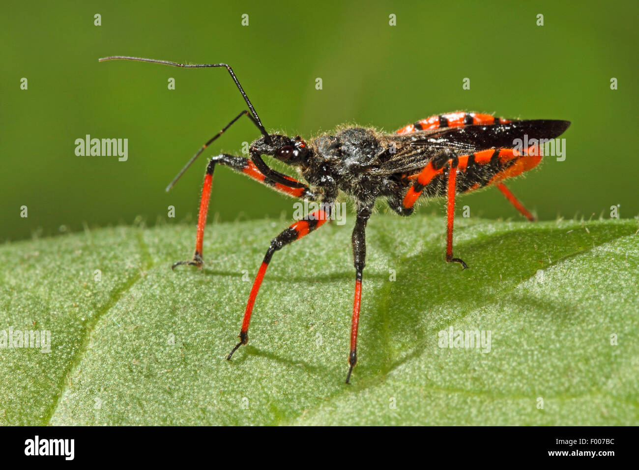 Assassin Bug Habitat Hortson Hunting Wasp Mimic Assassin Bug (Zelurus