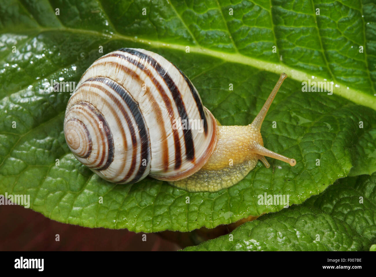 Viennese banded snail (Cepaea vindobonensis), creeping on a leaf ...