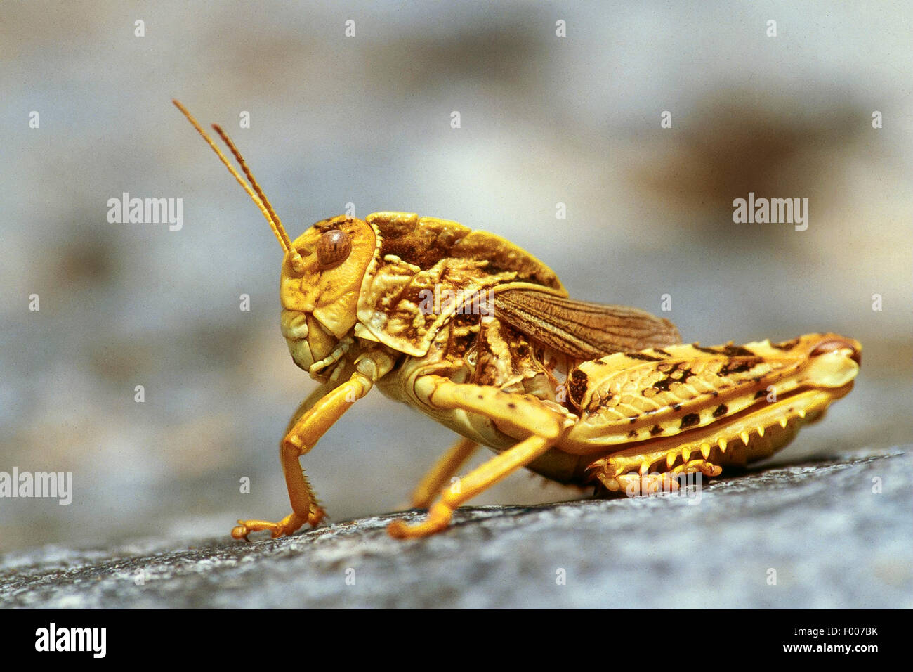 European Giant Steppe Grasshopper, Crau Plain Grasshopper (Prionotropis ...