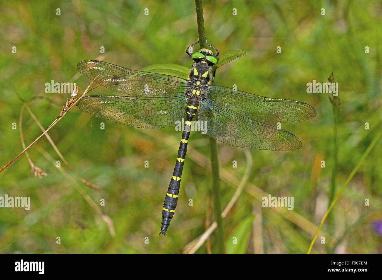Sombre Goldenring, Two-toothed Goldenring (Cordulegaster bidentatus ...