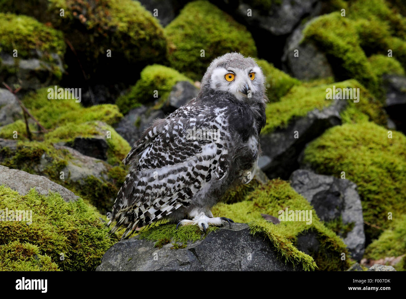 Juvenile snowy owl hi-res stock photography and images - Alamy