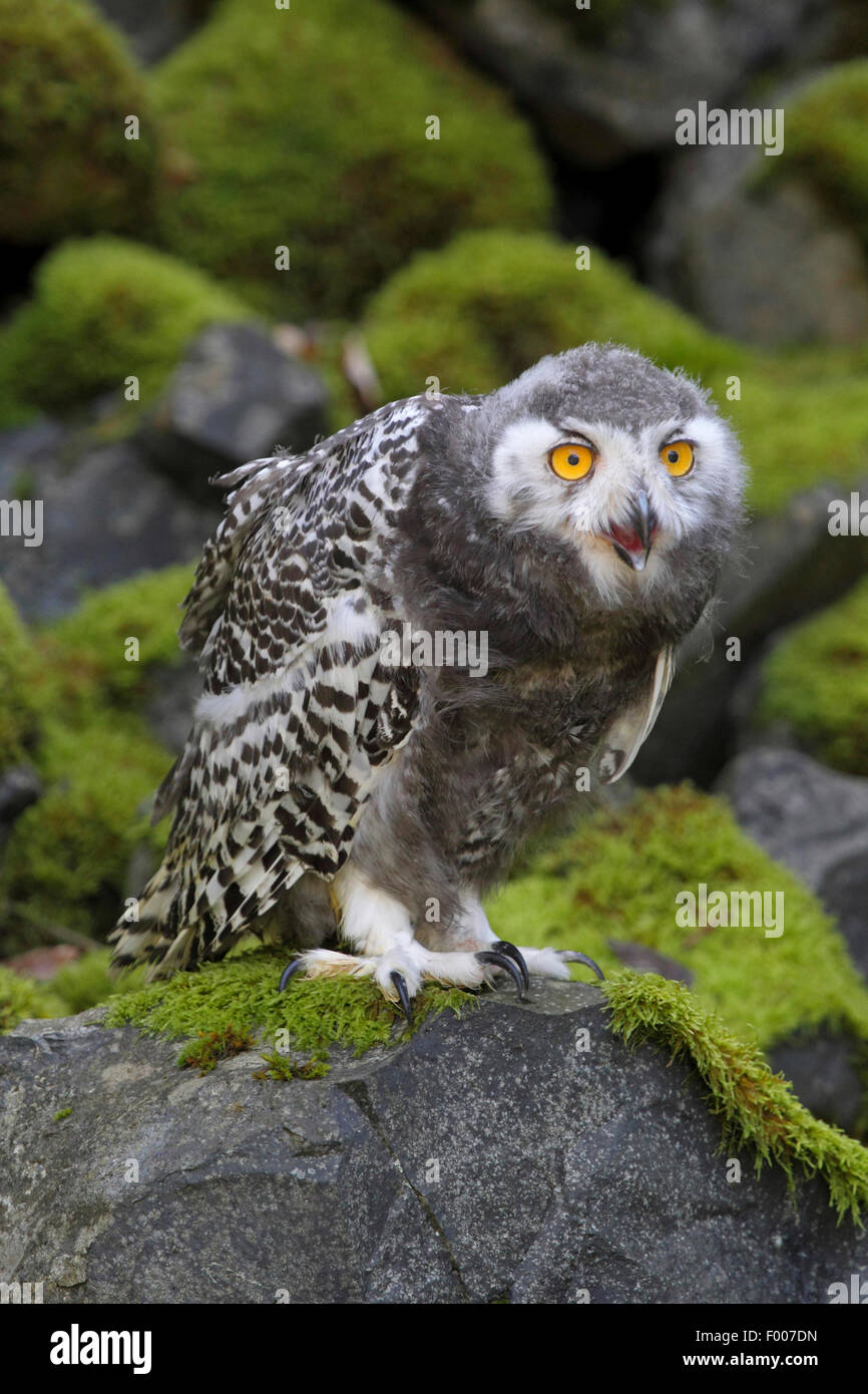 Snowy Owl (Strix scandiaca, Nyctea scandiaca, Bubo scandiacus ...