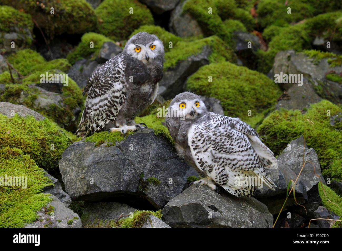 Snowy Owl (Strix scandiaca, Nyctea scandiaca, Bubo scandiacus), two ...
