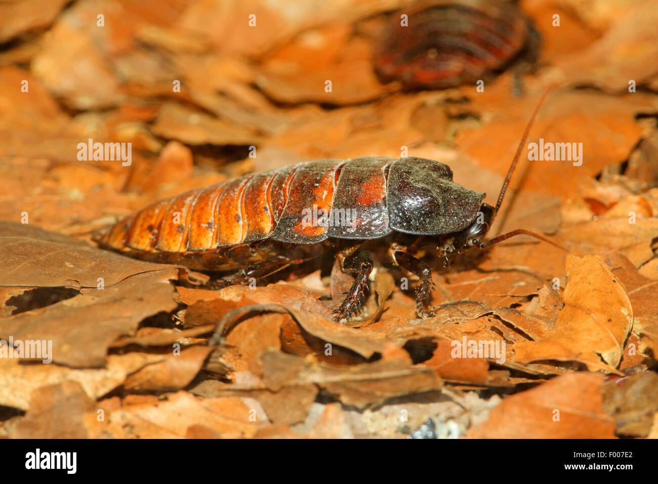Madagascar hissing cockroach (Gromphadorhina portentosa), on foliage ...