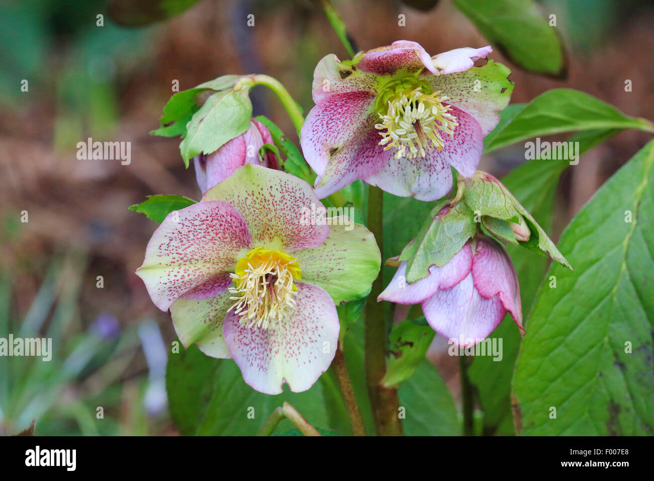 hellebore (Helleborus spec.), blooming Stock Photo - Alamy