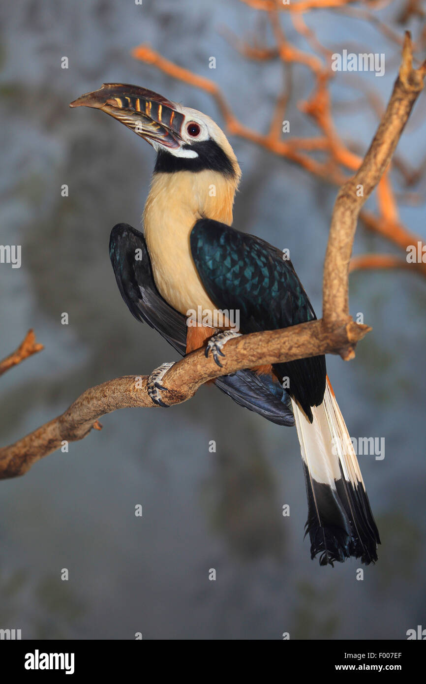 Visayan hornbill penelopides panini hi-res stock photography and images ...