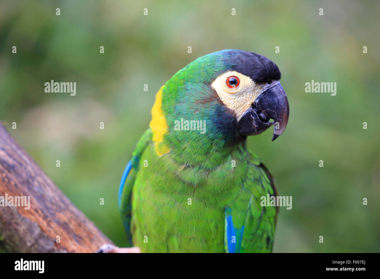 Golden-collared macaw (Primolius auricollis), on a branch, portrait ...