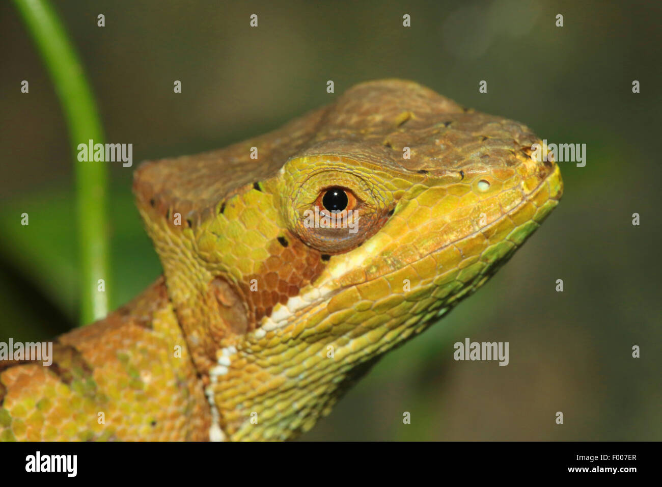 eastern casquehead iguana (Laemanctus longipes), portrait Stock Photo ...