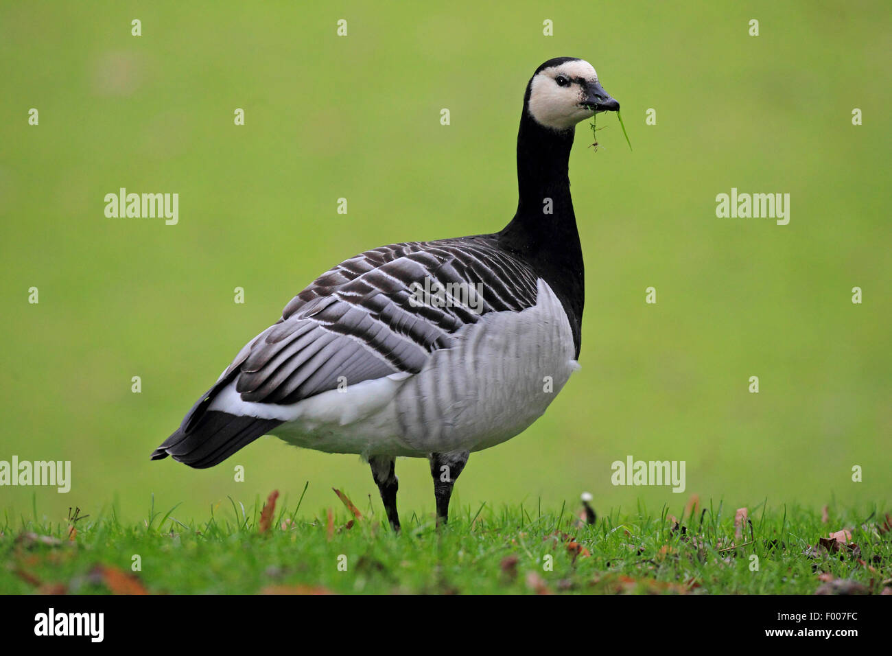 barnacle goose (Branta leucopsis), in a meadow, Germany Stock Photo - Alamy