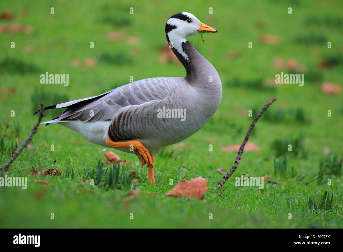 bar-headed goose (Anser indicus), in a meadow, Germany Stock Photo - Alamy