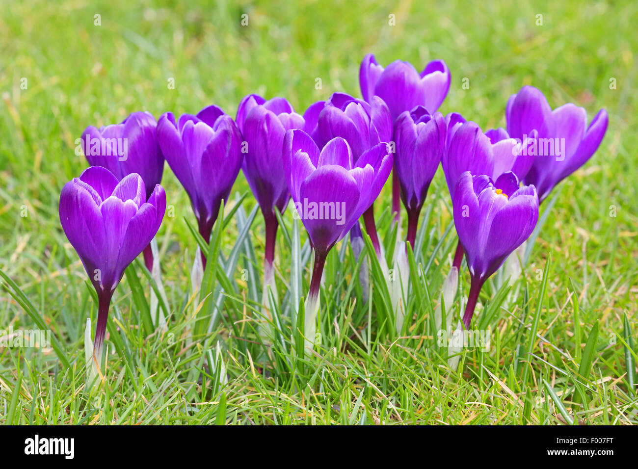 Dutch crocus, spring crocus (Crocus vernus, Crocus neapolitanus ...