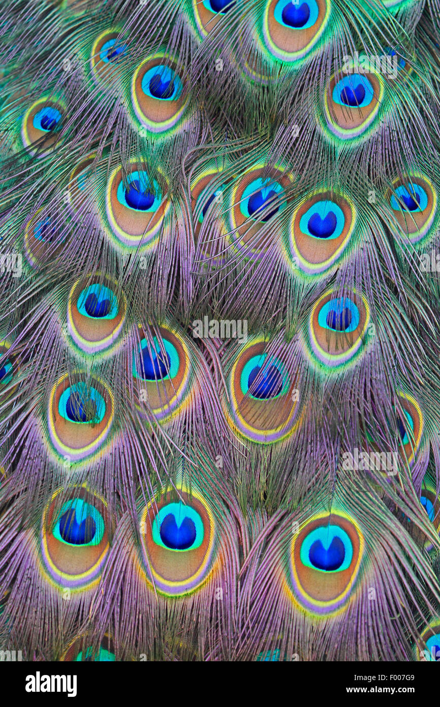 Common peafowl, Indian peafowl, blue peafowl (Pavo cristatus ...